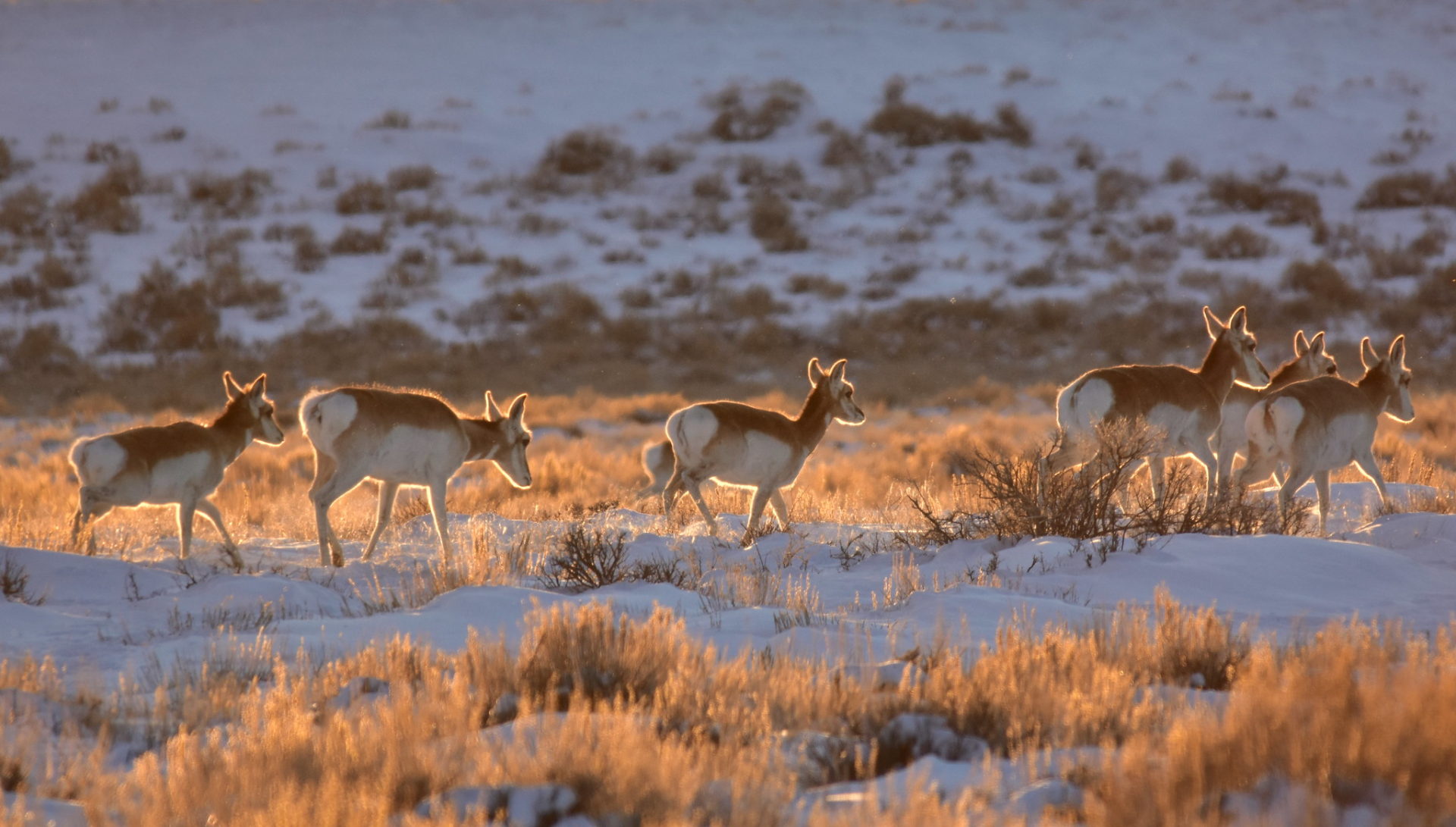 The Sagebrush Sea - Western Living Journal