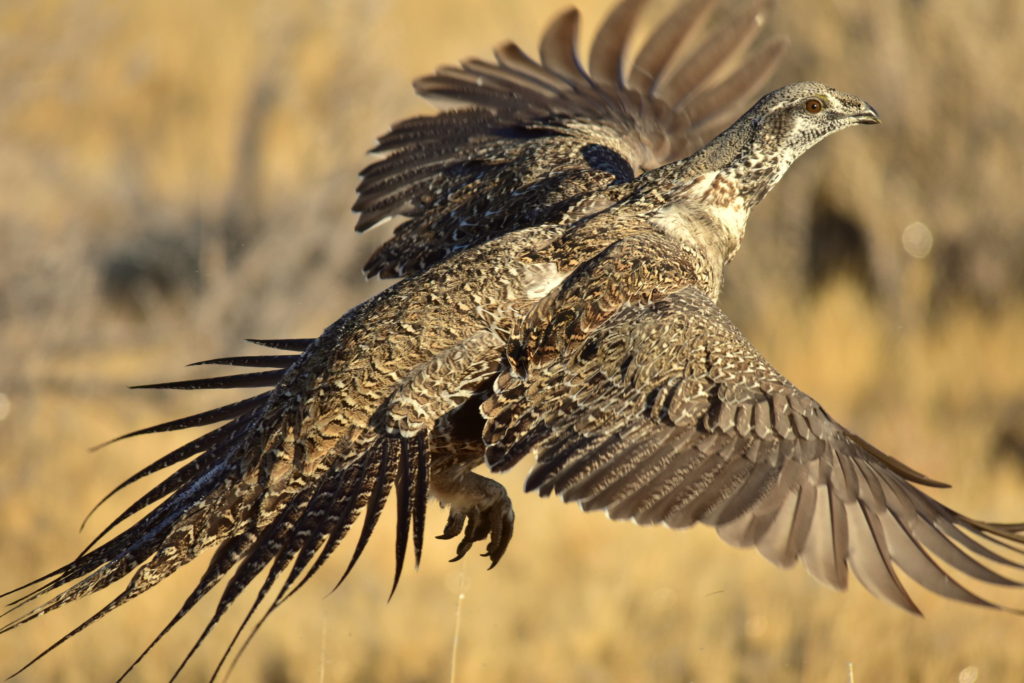 SAGEBRUSH HABITAT A WESTERN TREASURE - Western Living Journal