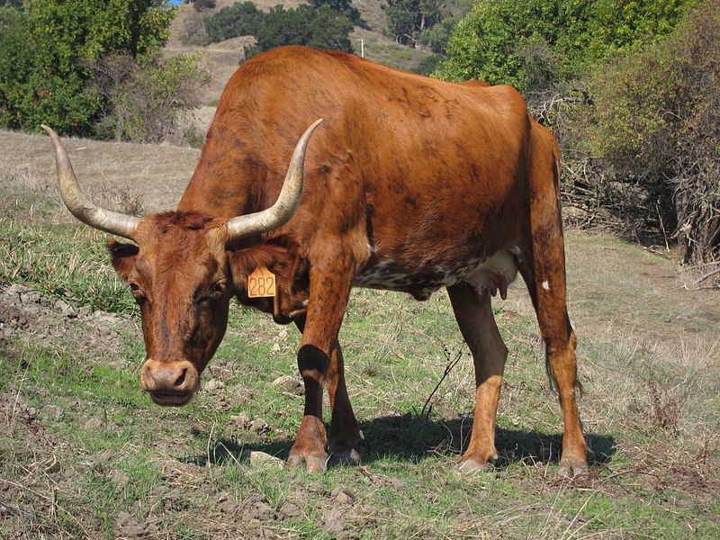 Corriente Cattle - American's Spanish Breed