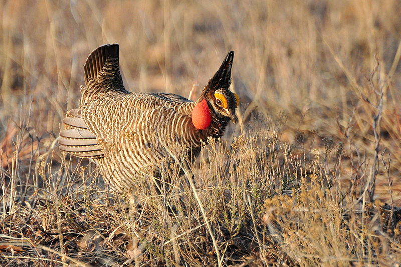 Lesser Prairie Chicken of the Southwestern Great Plains