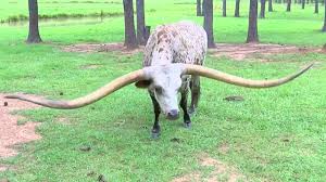 The Amazing Horns of Texas Longhorn Poncho Via